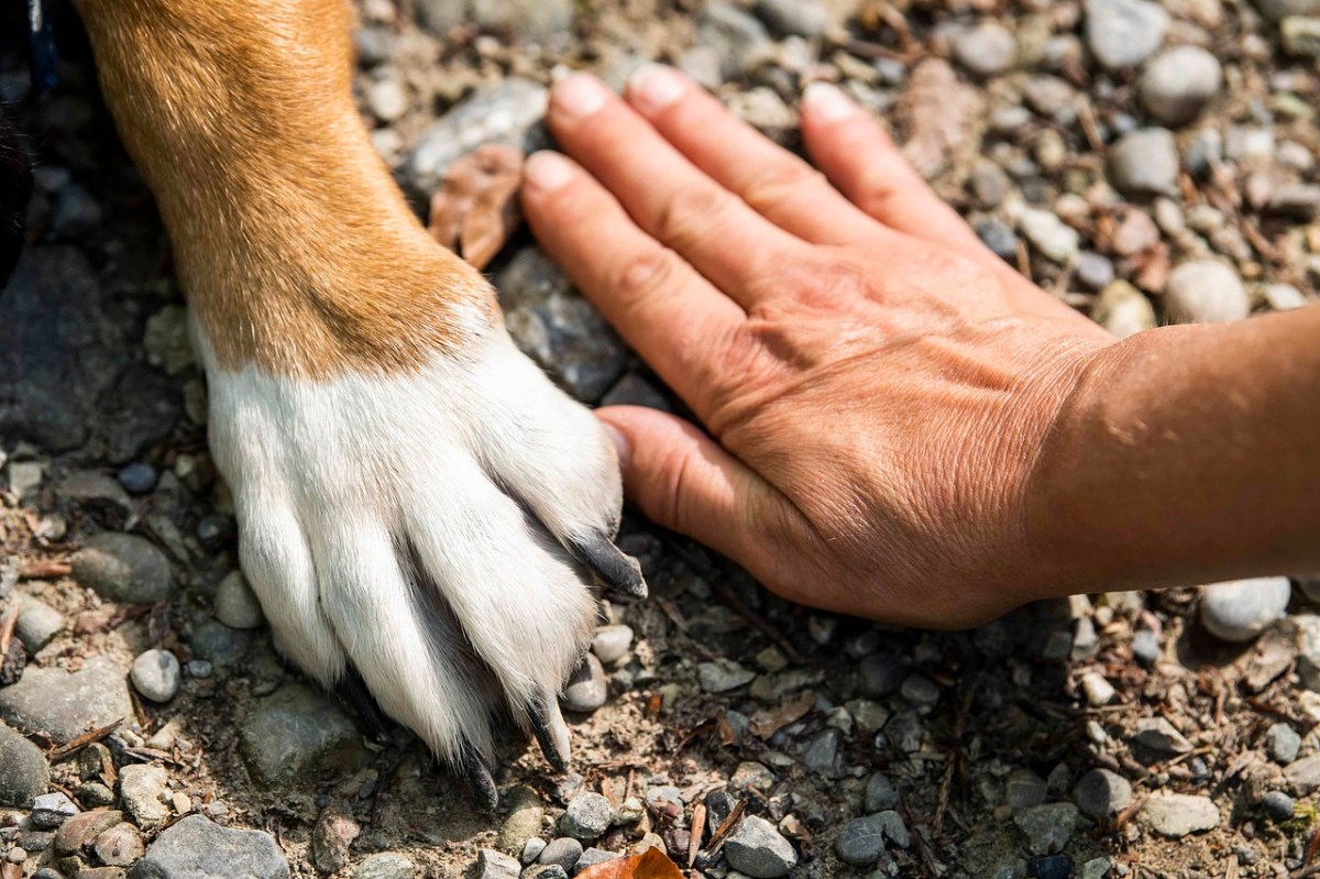 How to tell if your dog’s paws are too cold – In Dog We Trust
